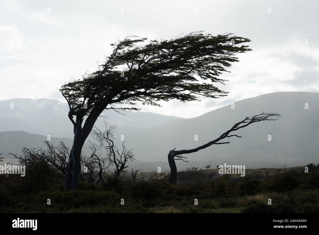 Arbres Dans Le Vent Banque d'image et photos - Alamy