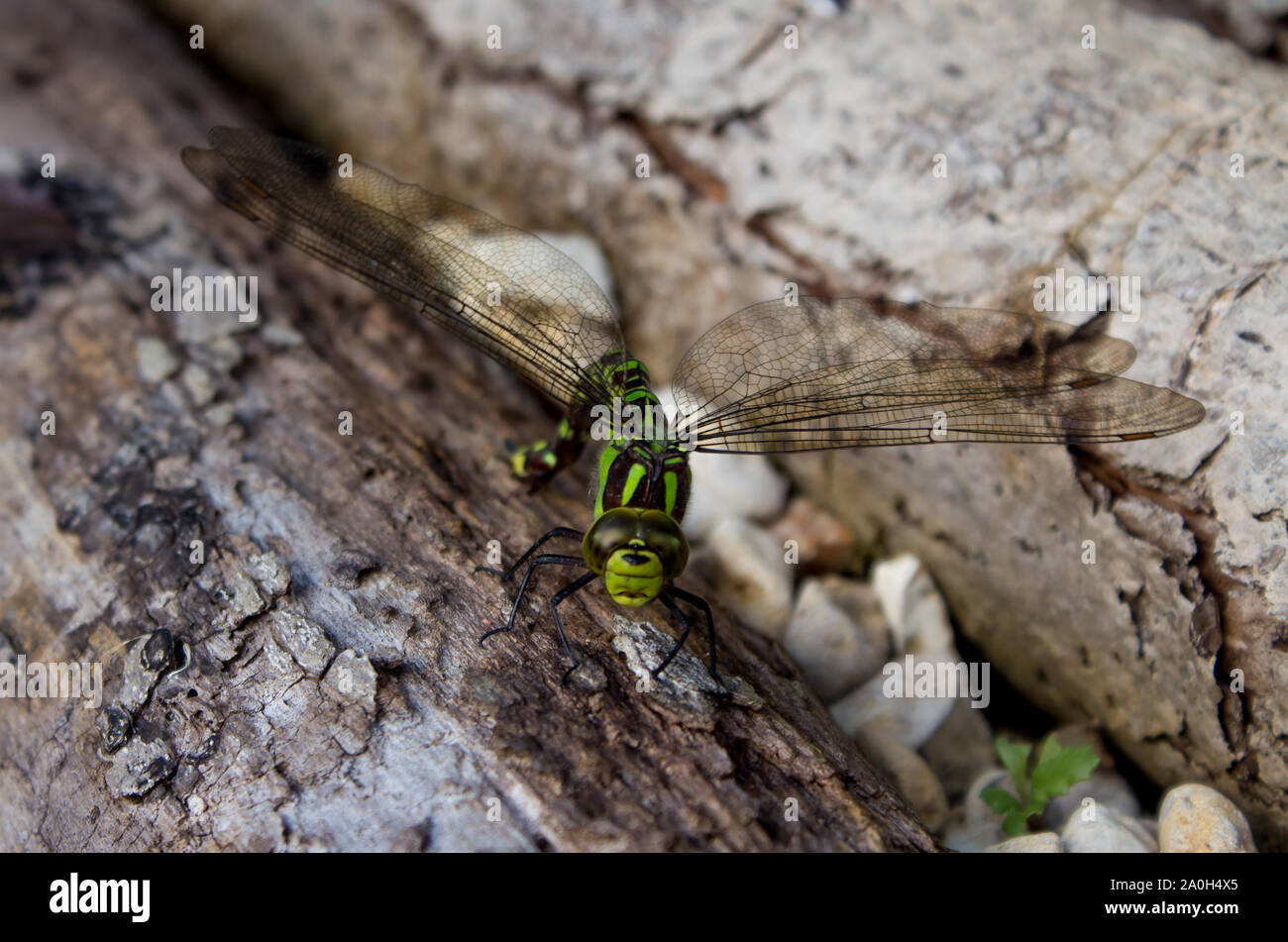 Libellule pondant des oeufs Banque de photographies et d’images à haute résolution - Alamy