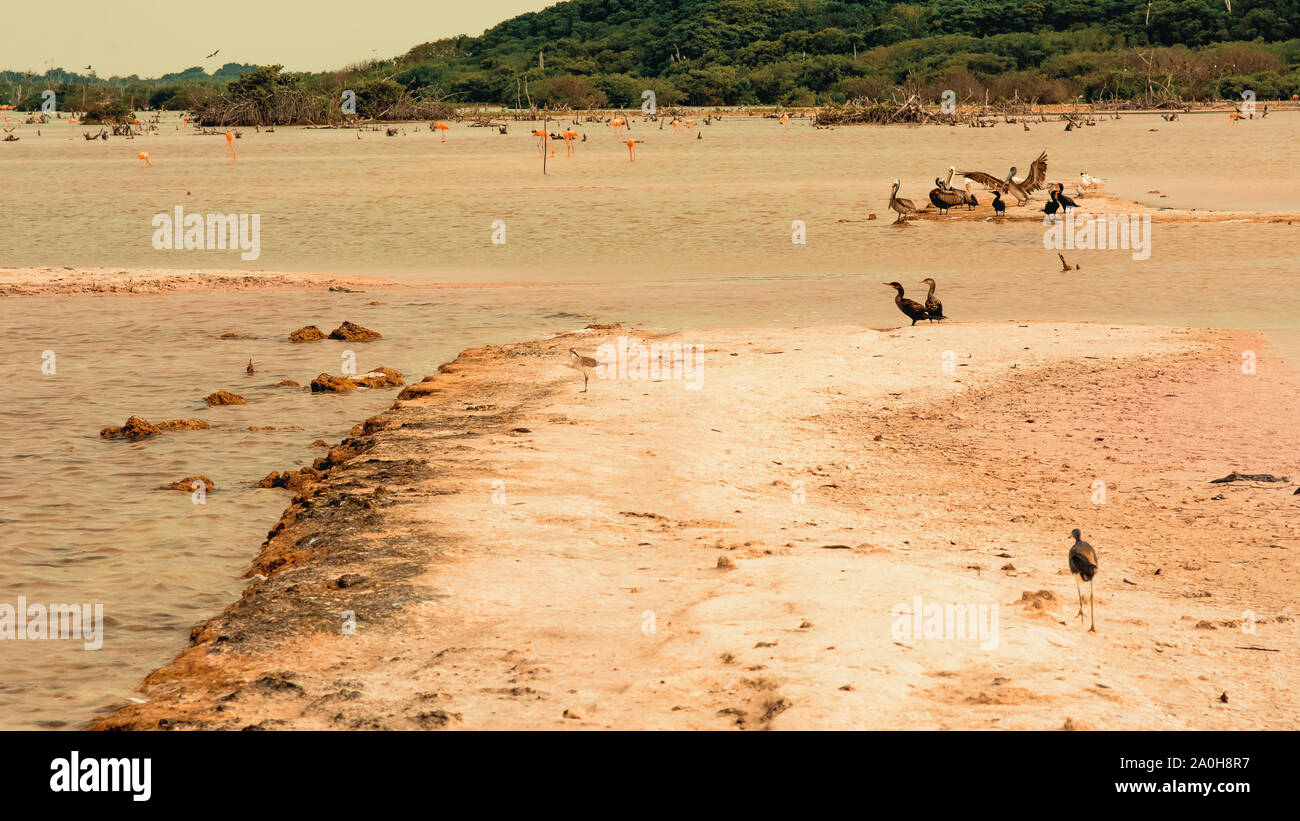 Flamingo nichent sur les plages de Las Coloradas, dans son passage à ...