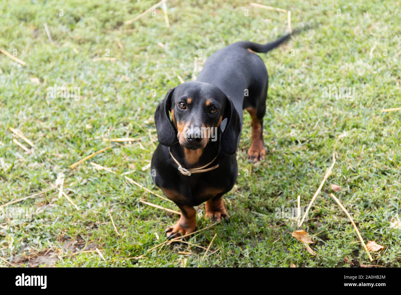 Teckel noir Banque de photographies et d’images à haute résolution - Alamy