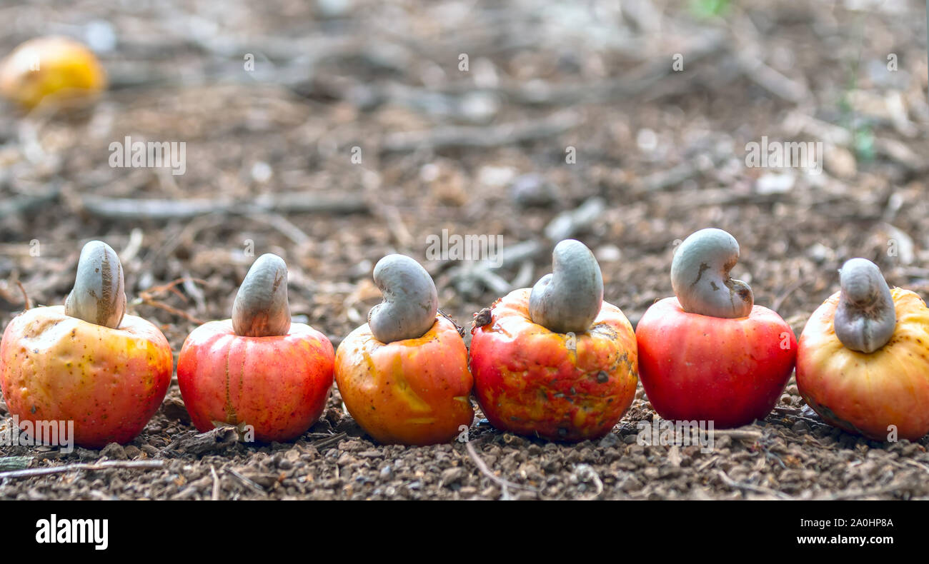 Cashew plantation Banque de photographies et d’images à haute ...