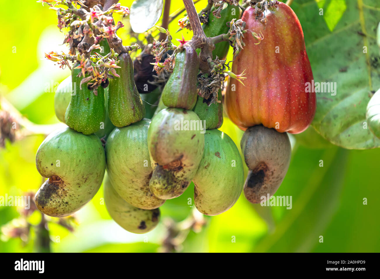 Cashew plantation Banque de photographies et d’images à haute ...