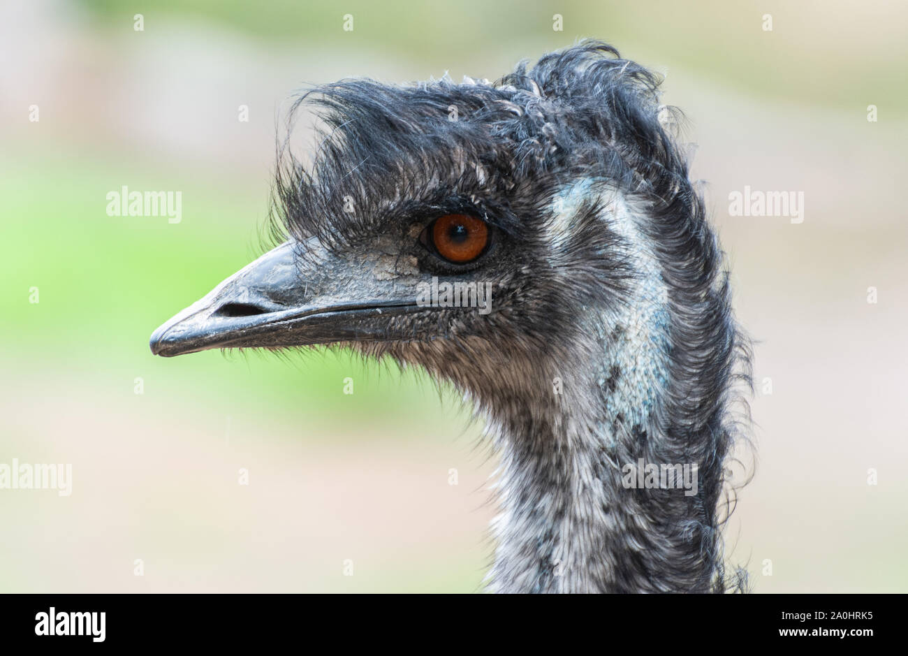 émeu qui vole Banque de photographies et d’images à haute résolution ...