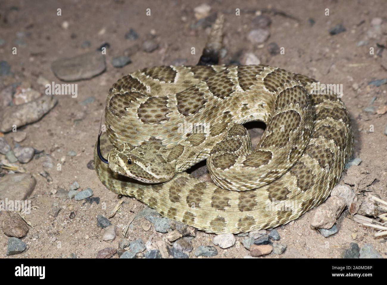 Crotales du texas Banque de photographies et d’images à haute ...