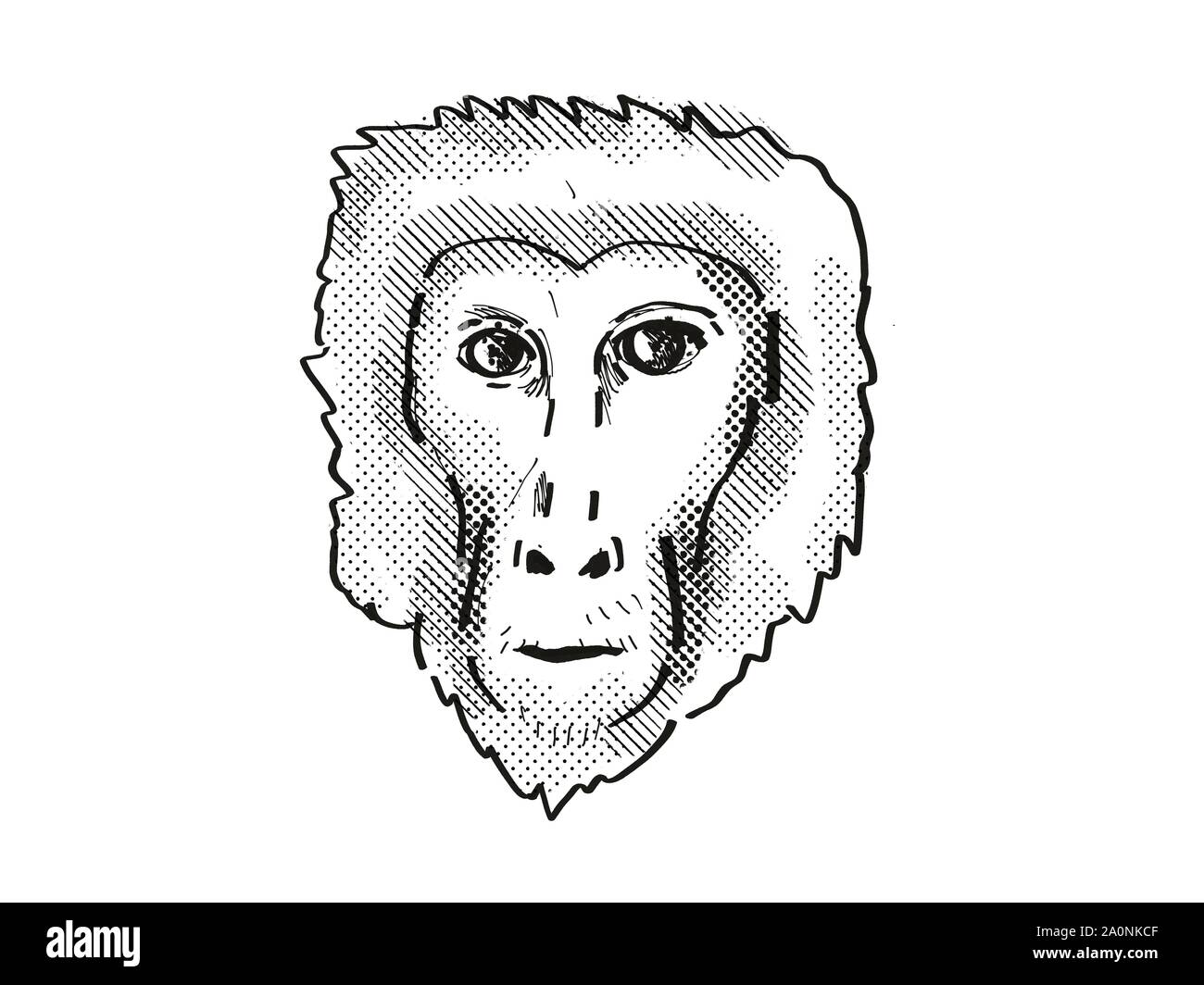 Dessin de macaque Banque de photographies et d’images à haute ...