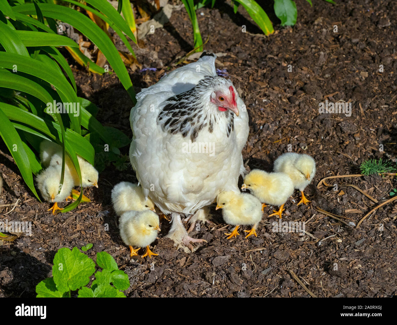 Poules de races Banque de photographies et d’images à haute résolution ...