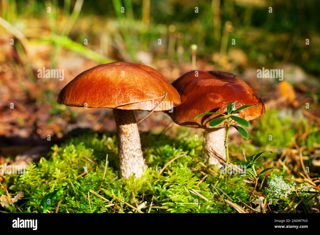 Deux champignons comestibles sur mousse verte en forêt close up ...