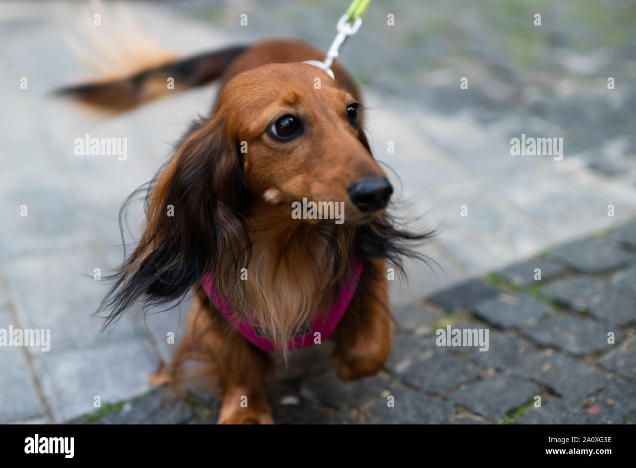 Races de chiens de chasse Banque de photographies et d’images à haute ...