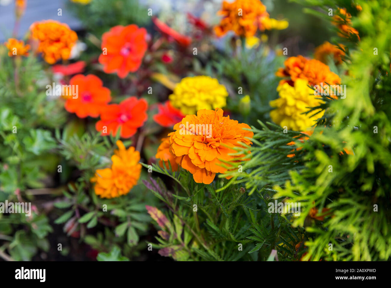 Toutes sortes de fleurs Banque de photographies et d’images à haute ...