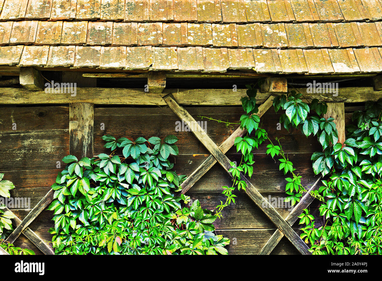 Murs de la maison de lierre Banque de photographies et d’images à haute ...