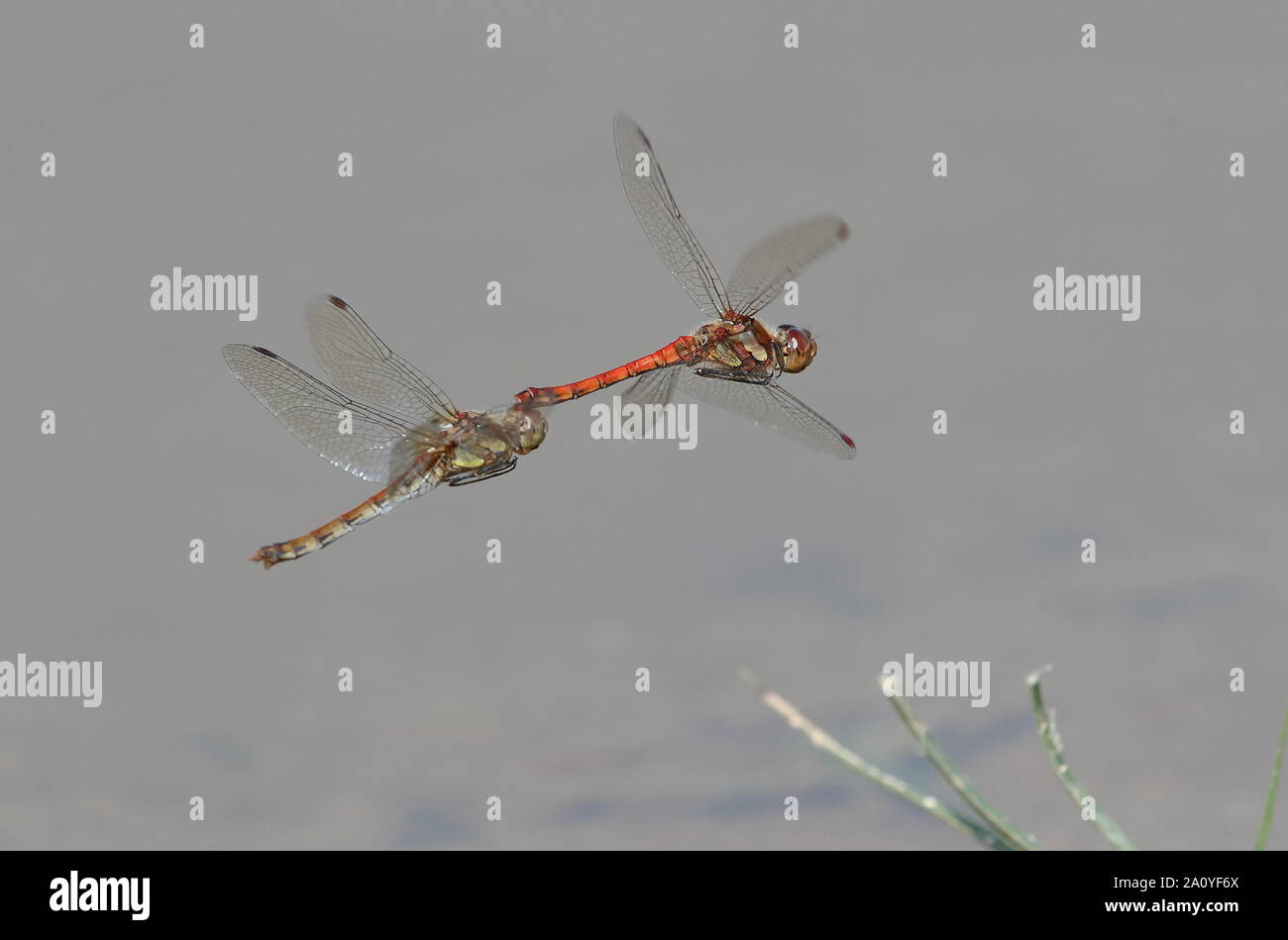 Accouplement de libellule Banque de photographies et d’images à haute ...