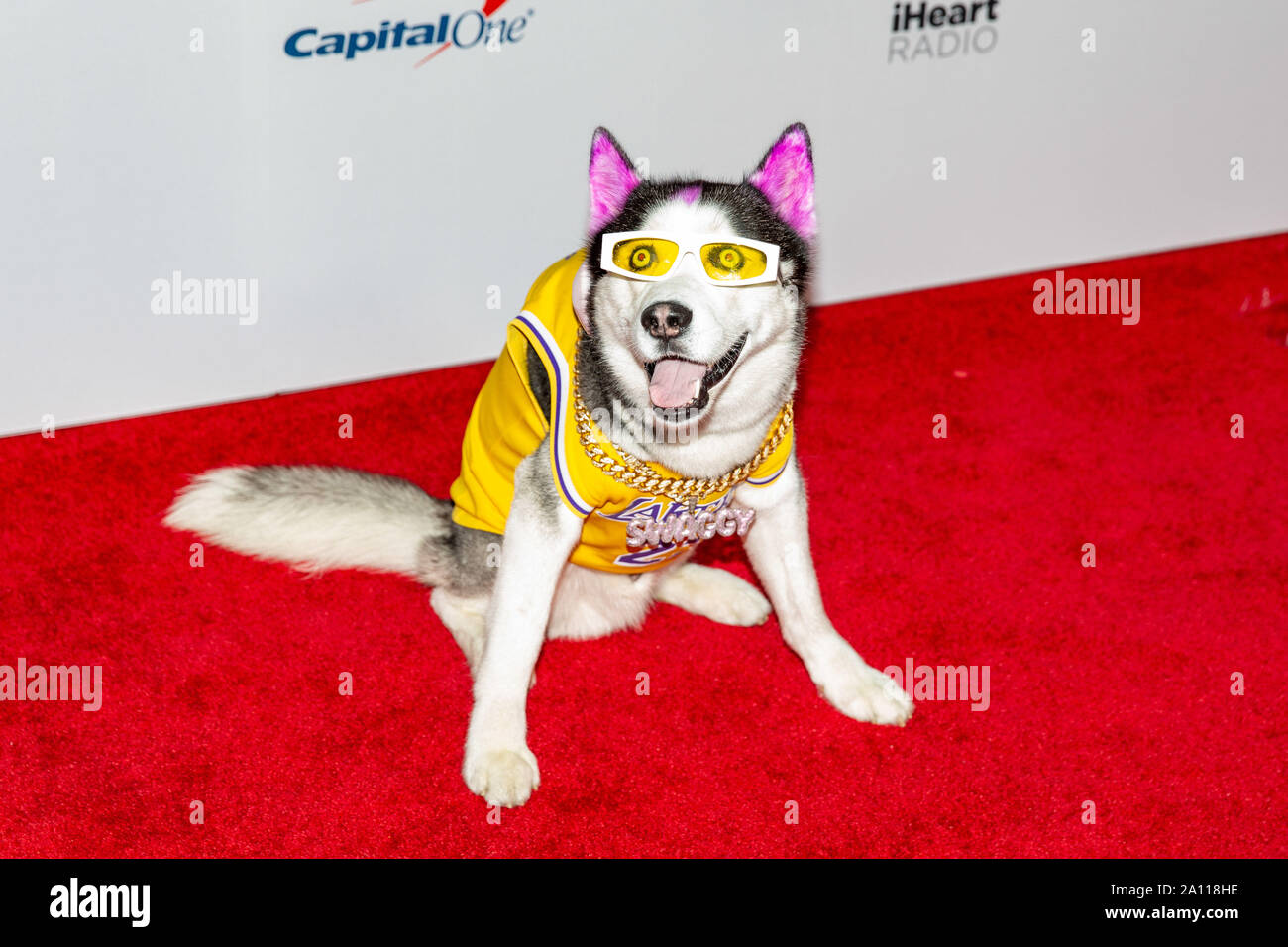 Swaggy wolfdog Banque de photographies et d’images à haute résolution ...