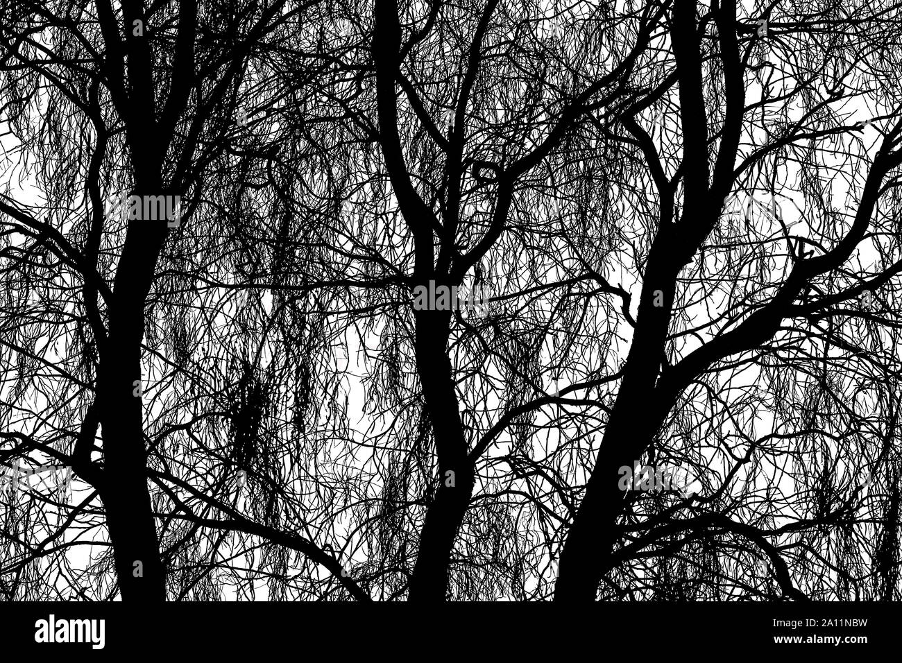 Arbres noir et blanc Banque de photographies et d’images à haute ...