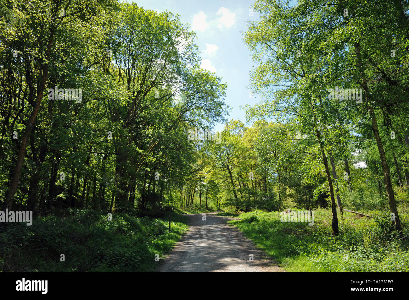 Mortimer forest Banque de photographies et d’images à haute résolution ...