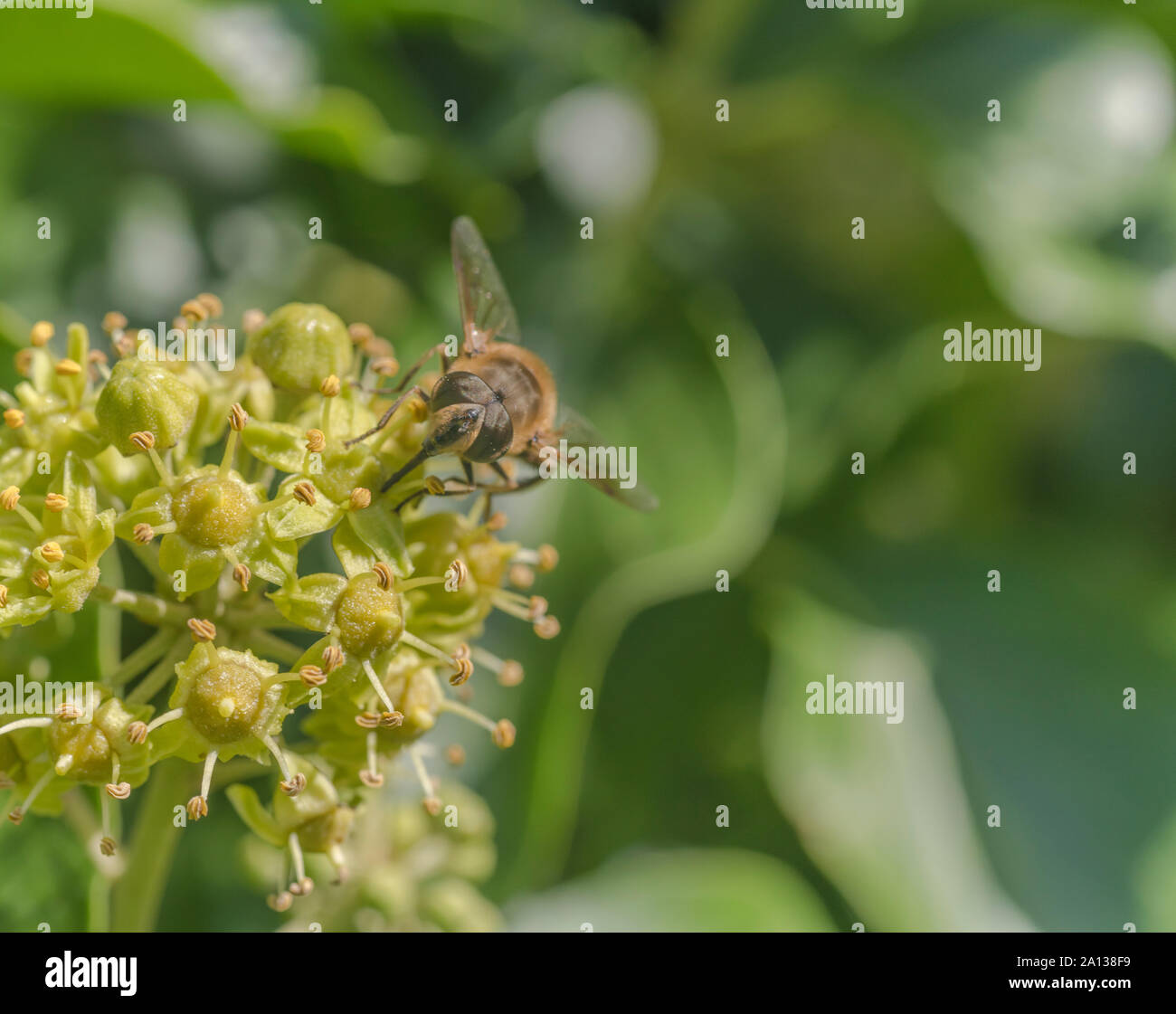 Macro insectes lierre fleur Banque de photographies et d’images à haute ...