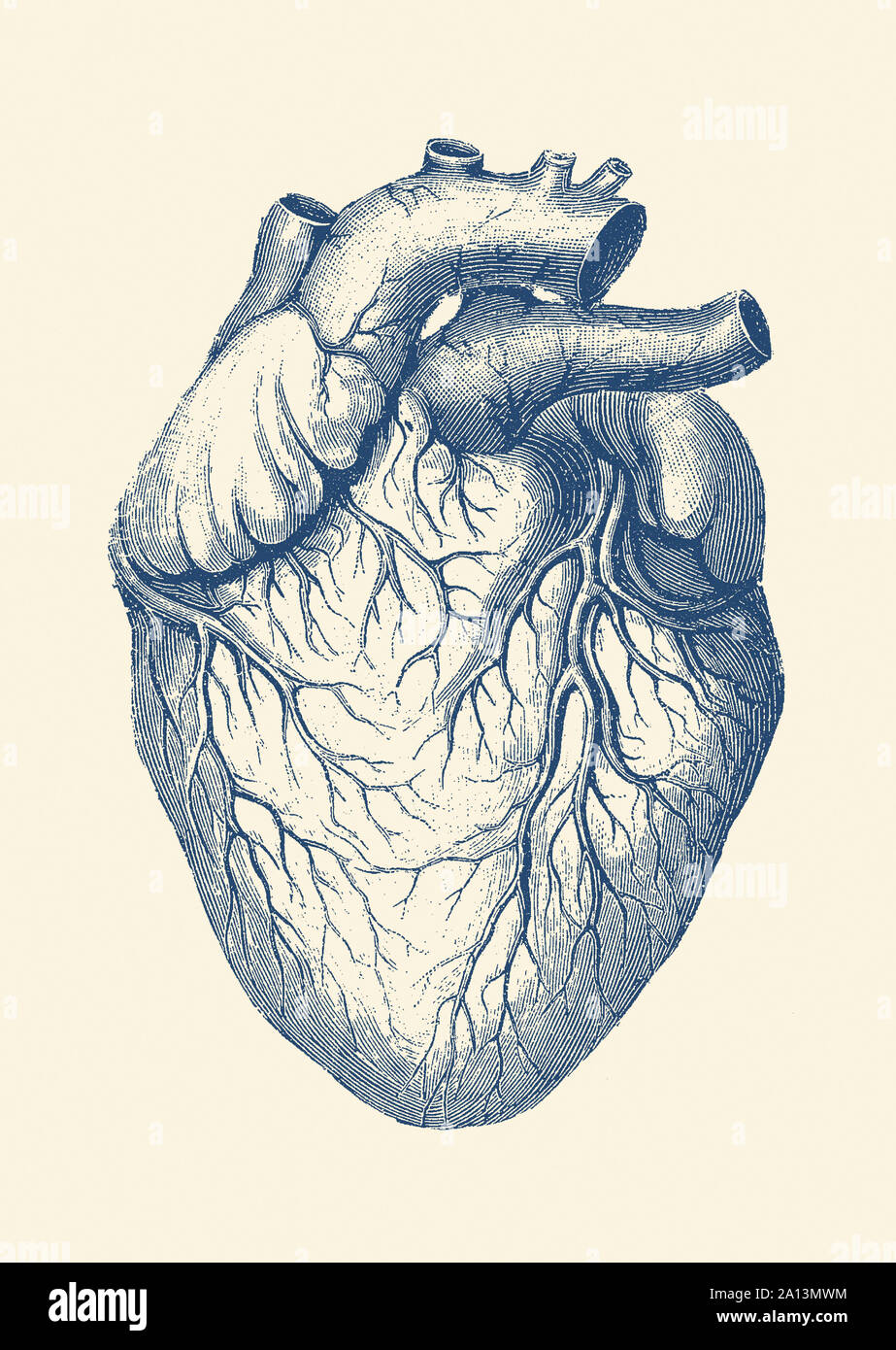 Coeur humain dessin Banque de photographies et d’images à haute ...