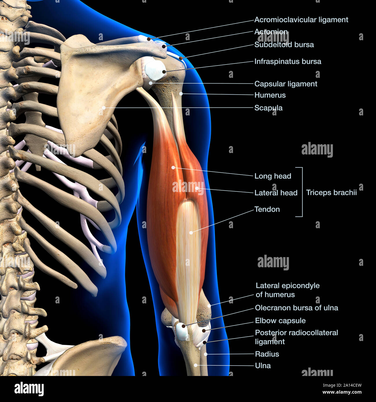 Diagramme d'anatomie des bras humains Banque de photographies et d ...