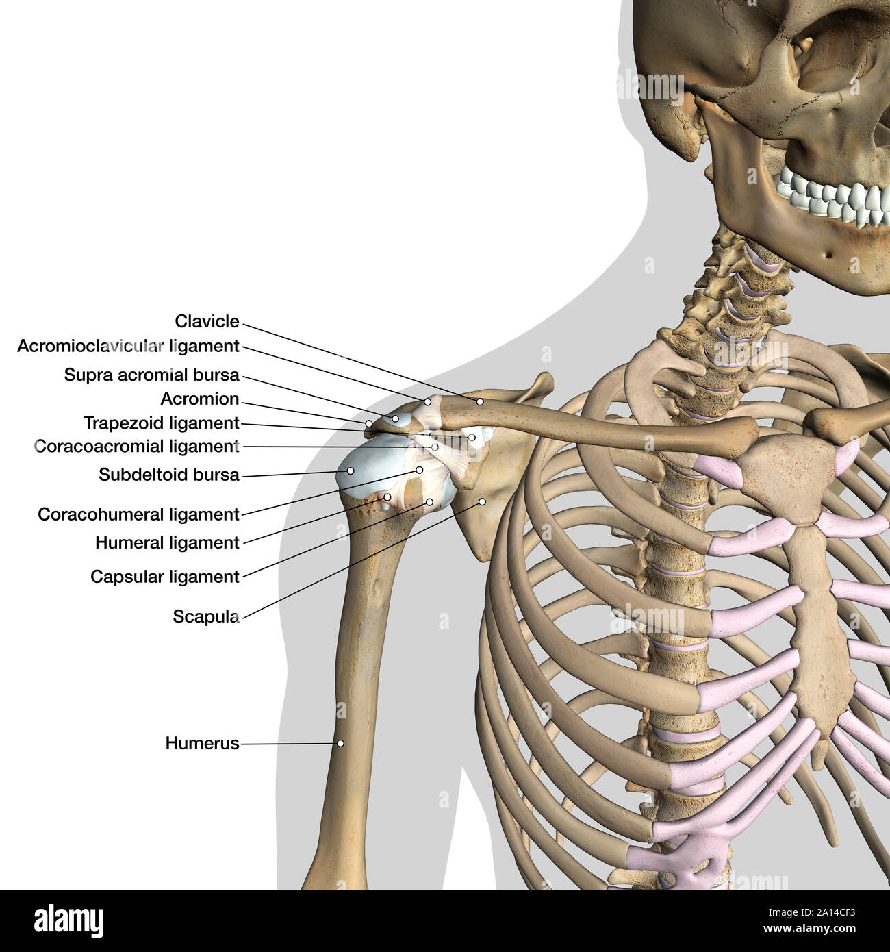 Anatomie de l'épaule de diagramme étiqueté les ligaments sur fond blanc ...