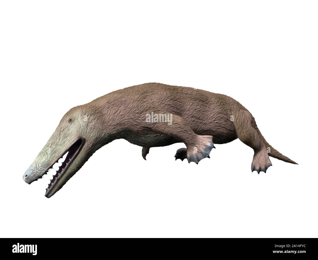 Ambulocetus ambulocetus natans Banque de photographies et d’images à ...