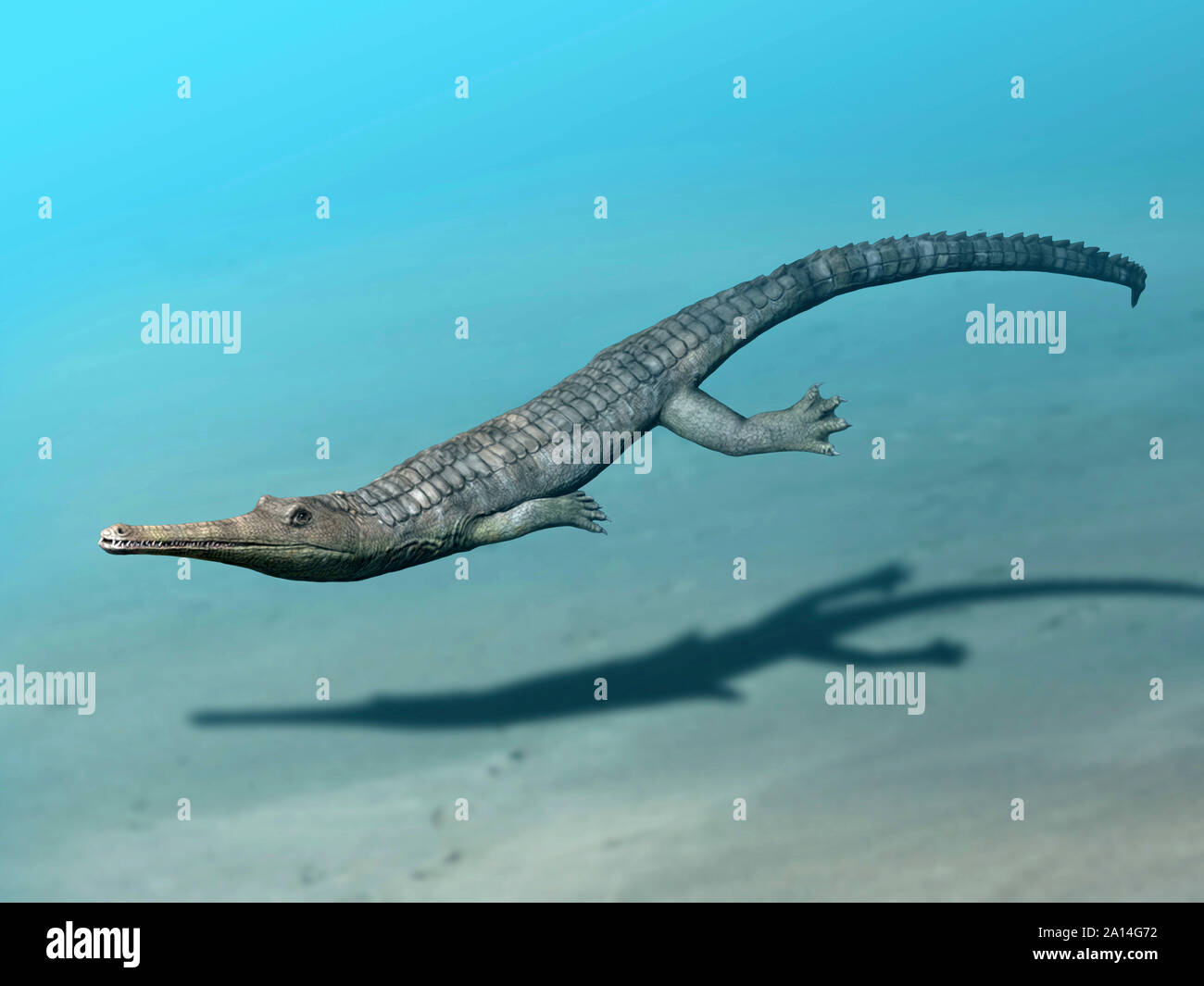 Steneosaurus bollensis Banque de photographies et d’images à haute ...