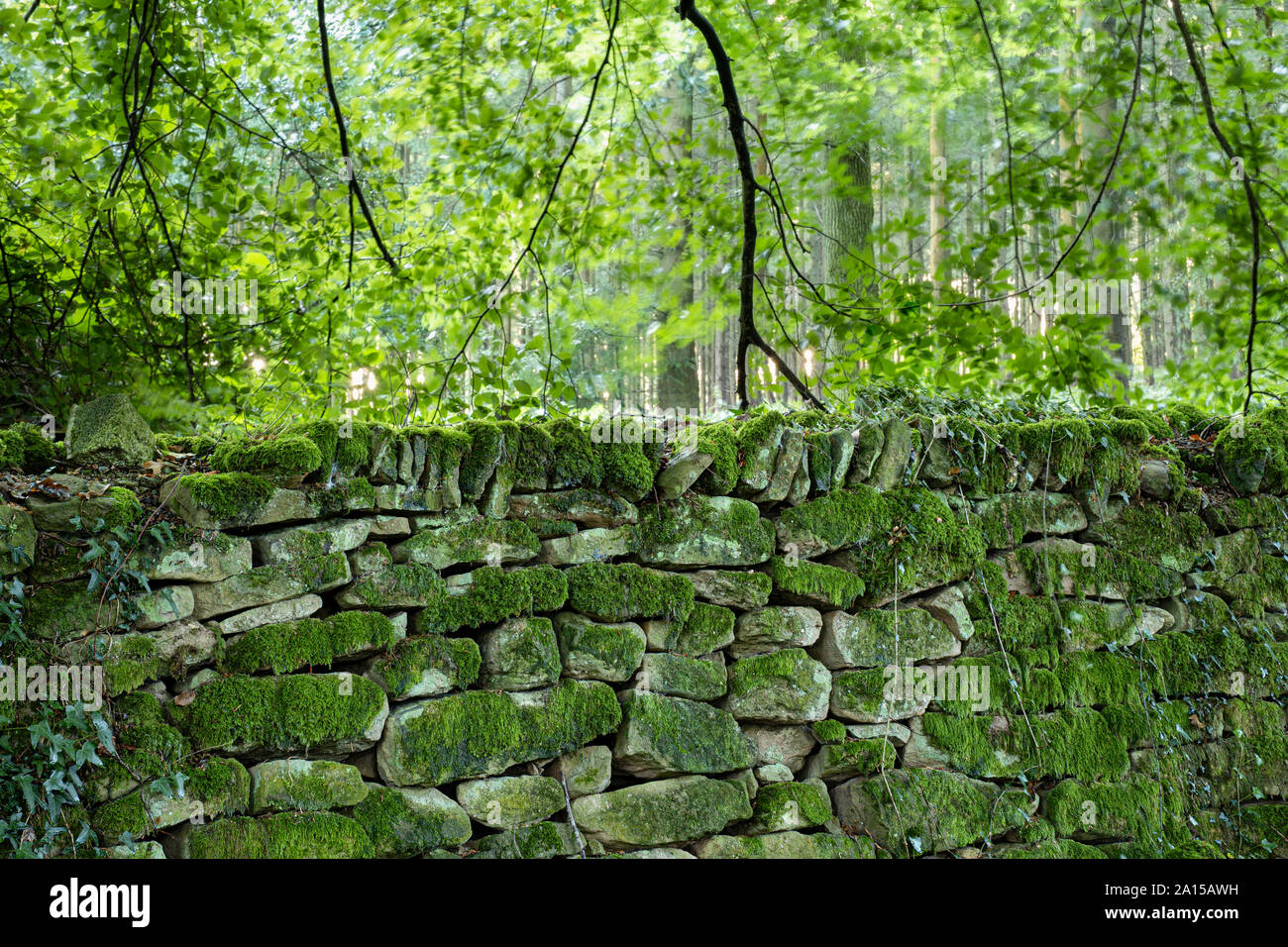 Mossy wall Banque de photographies et d’images à haute résolution - Alamy