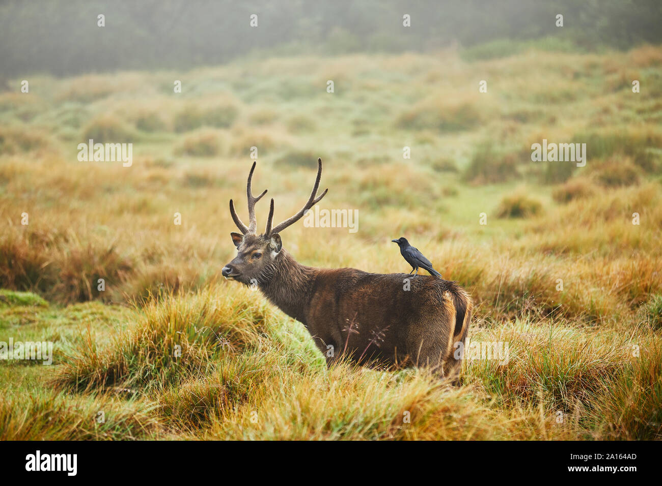 Faune des plaines de horton Banque de photographies et d’images à haute ...