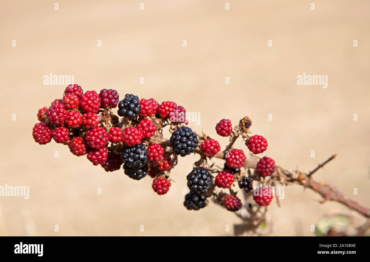 Fruit sauvage Banque de photographies et d’images à haute résolution ...