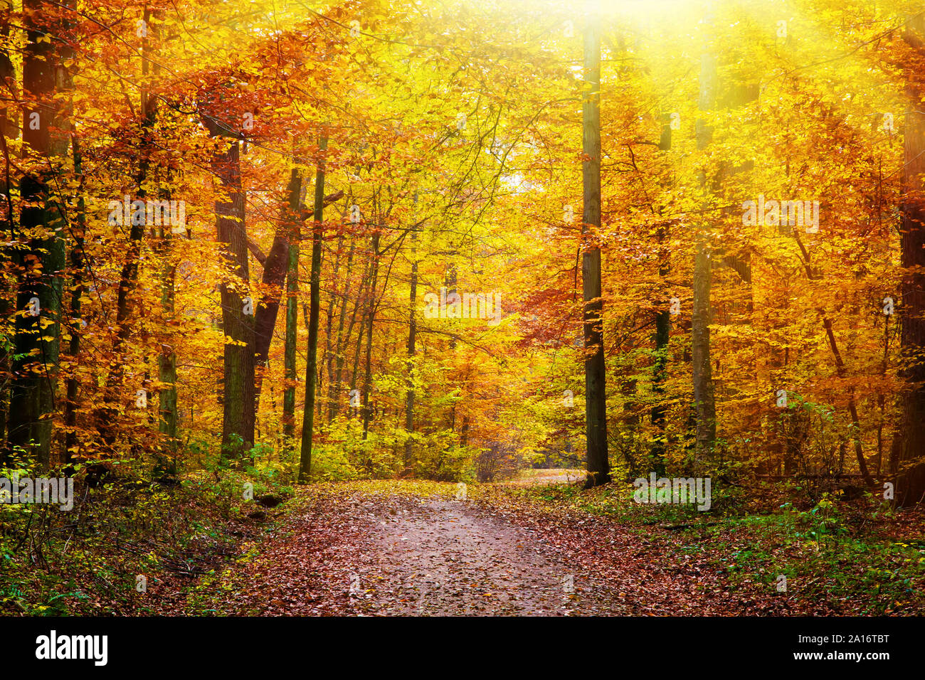 Chemin de la foi Banque de photographies et d’images à haute résolution ...