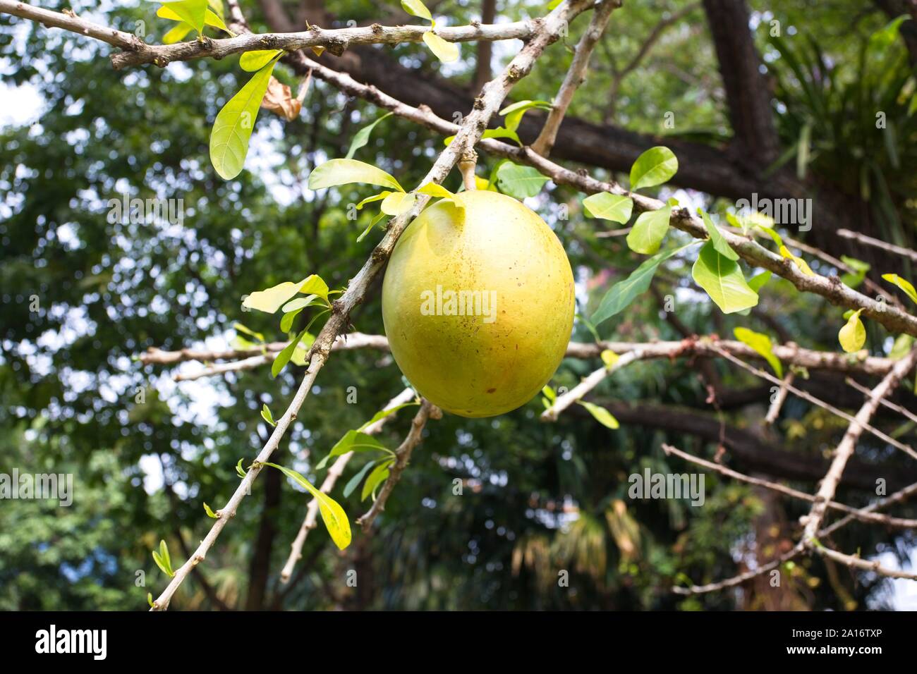 Calabash tree Banque de photographies et d’images à haute résolution ...