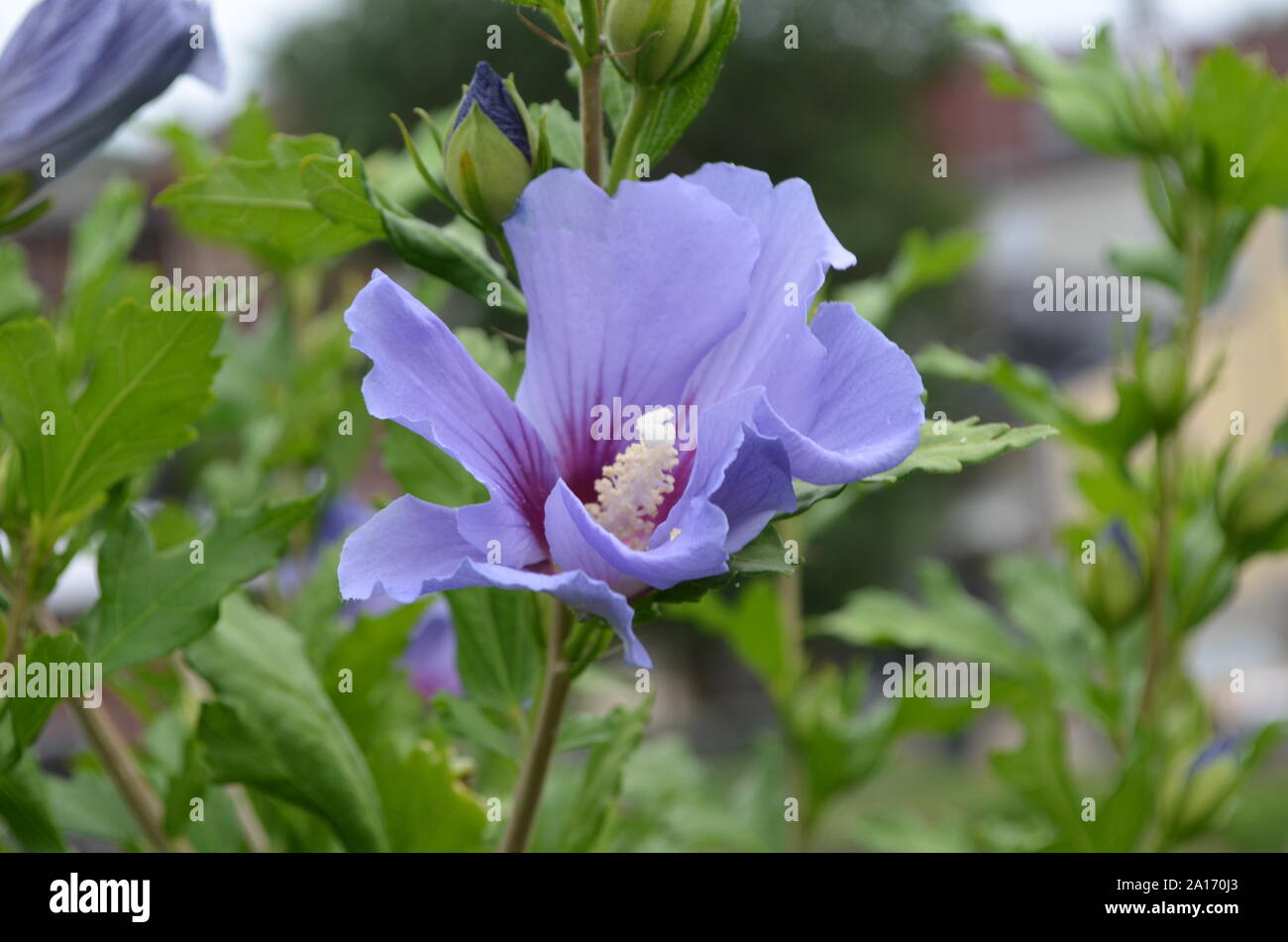 Hibiscus syriacus flower Banque de photographies et d’images à haute ...