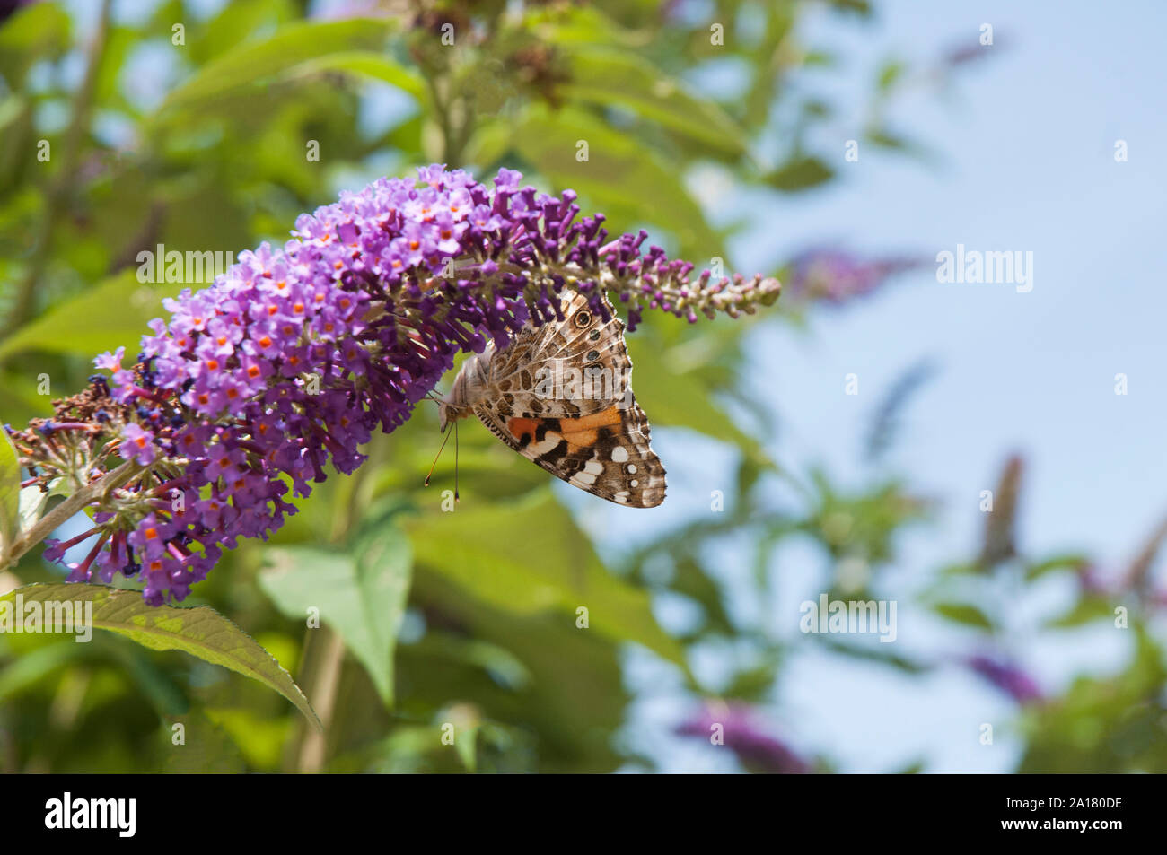 Papillon alimentation du ventre buddleja Banque de photographies et d ...