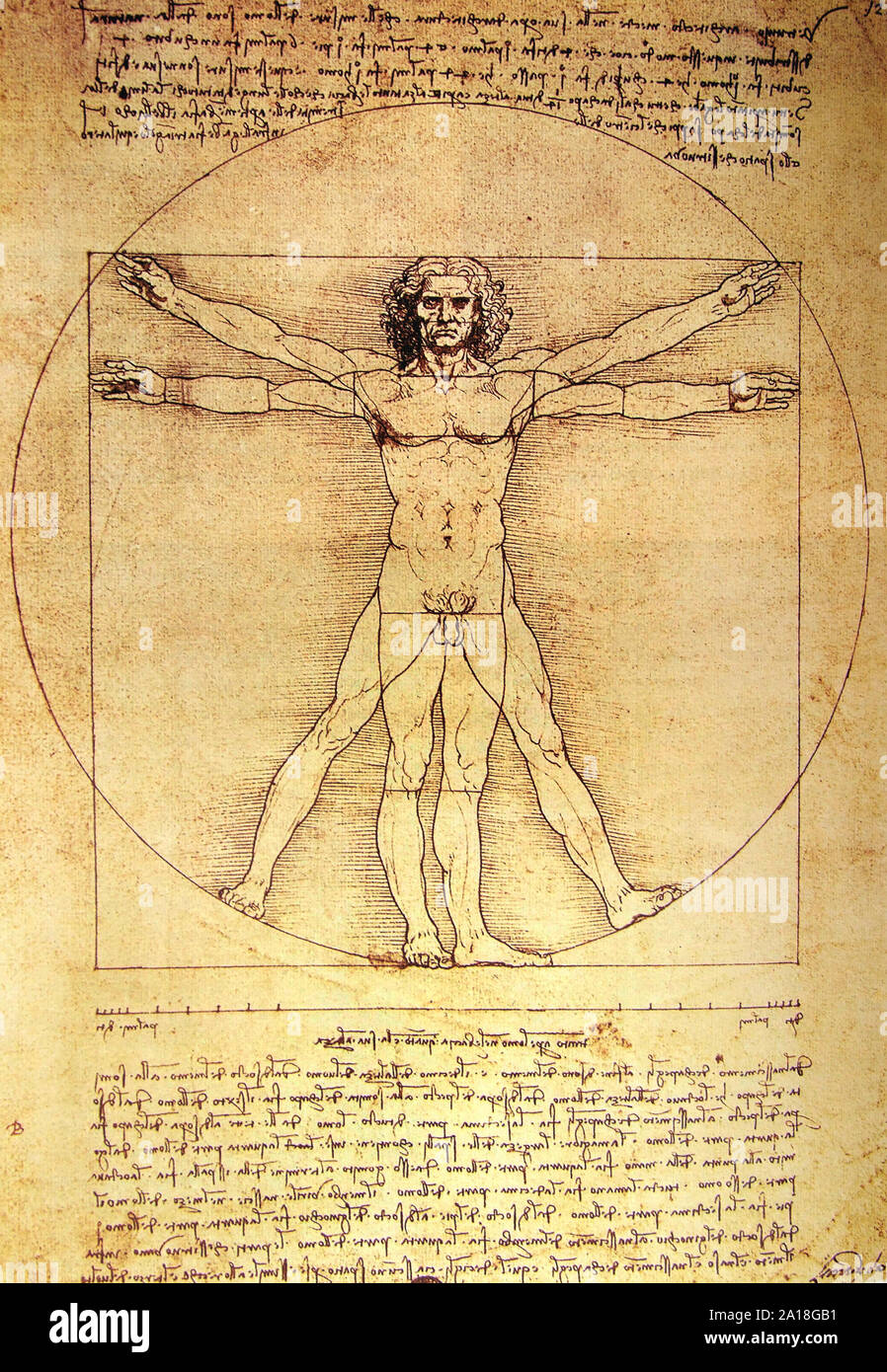 Photo de l'homme de Vitruve par Leonardo Da Vinci de 1492 sur fond ...