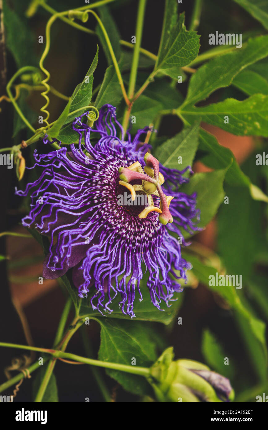 Gros plan d'une fleur de la passion Banque de photographies et d’images ...