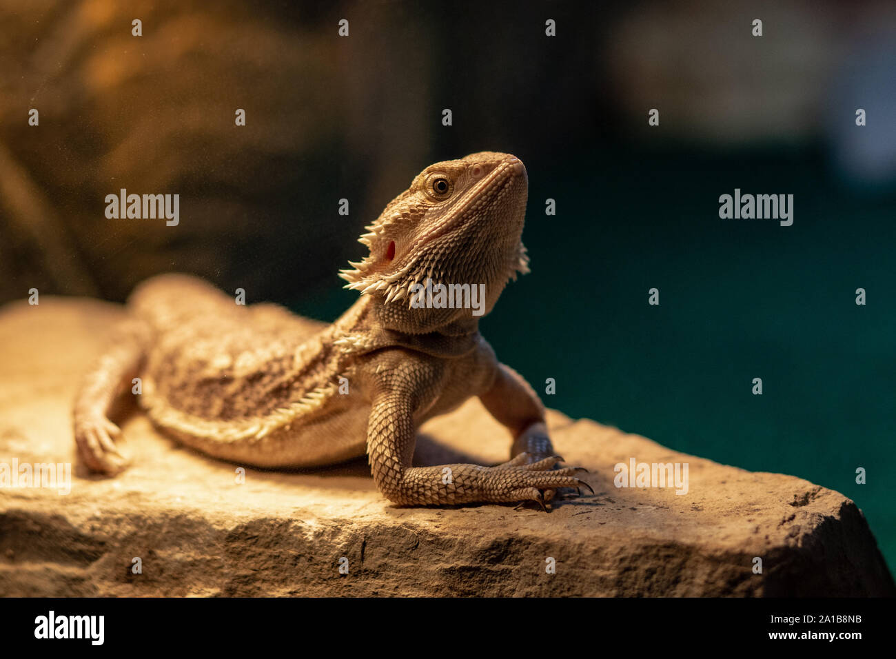 Dragon femelle Banque de photographies et d’images à haute résolution ...