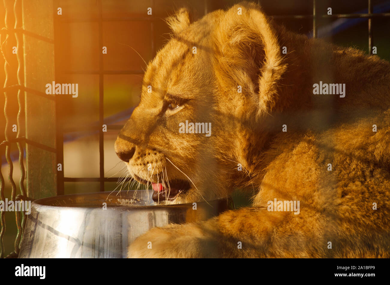 Lion zoo cage Banque de photographies et d’images à haute résolution ...
