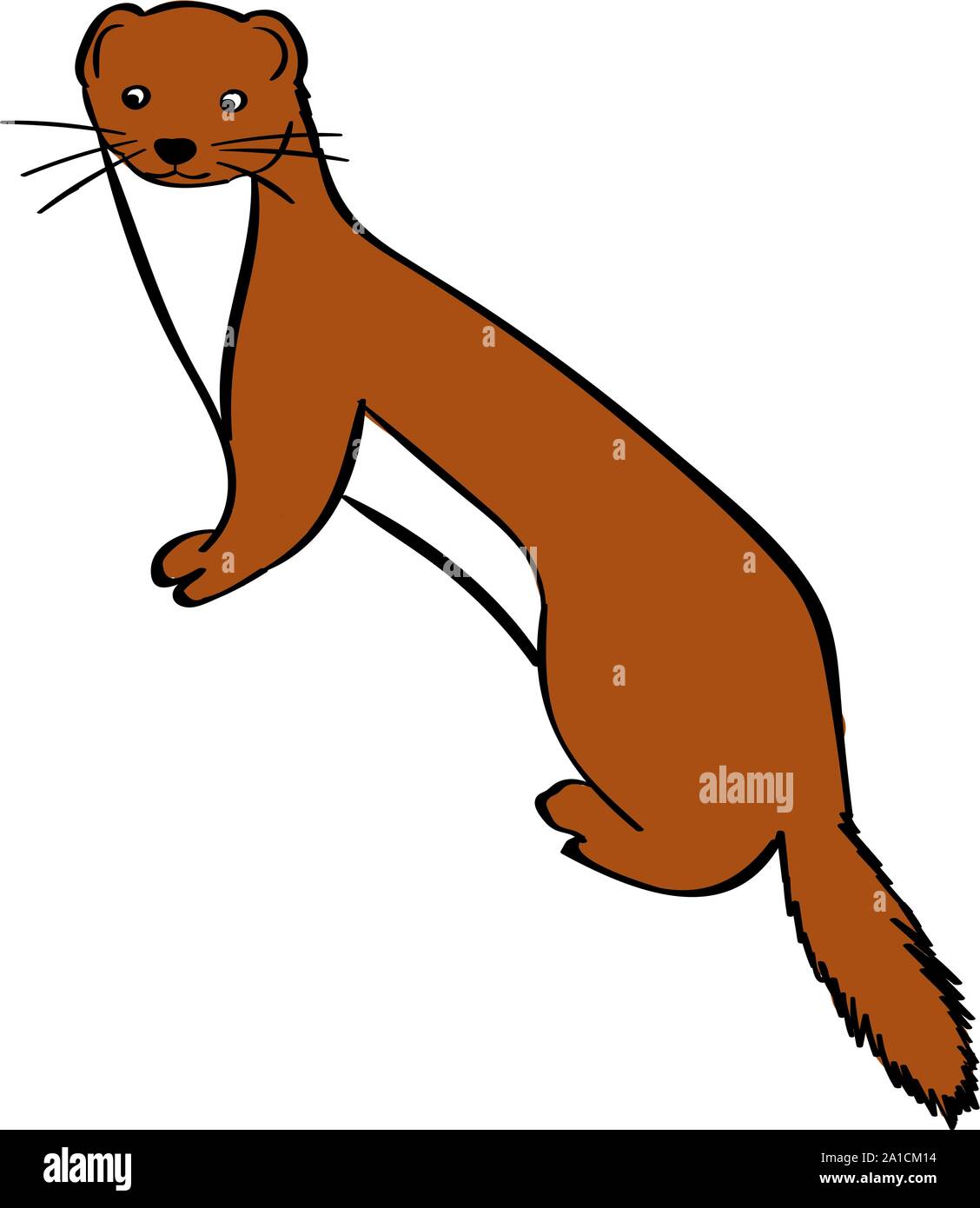Weasel illustration Banque d'images vectorielles - Alamy