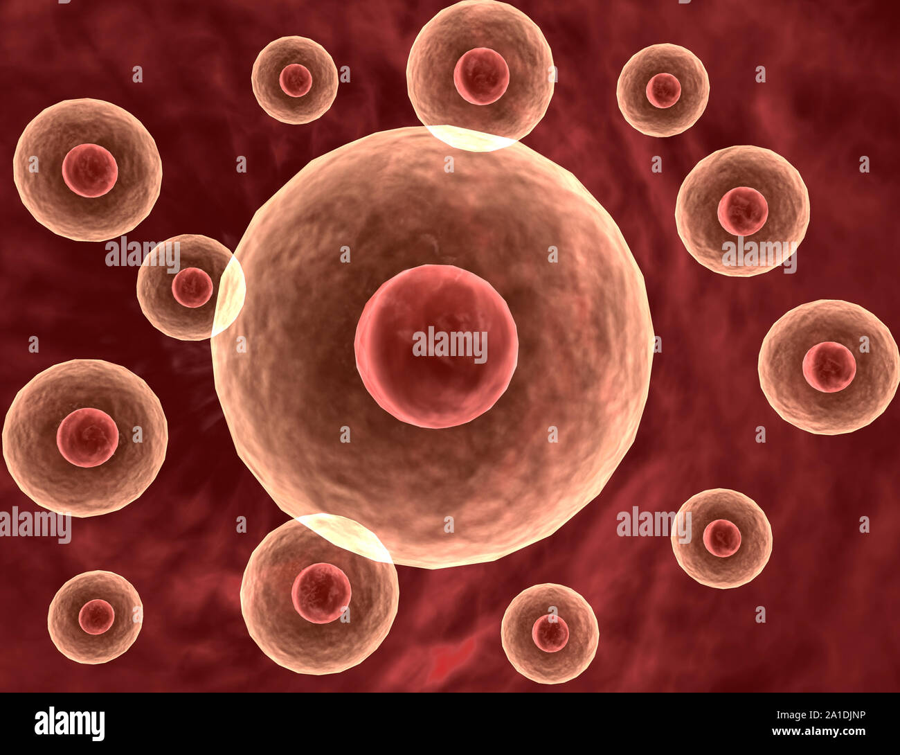 Diagramme de cellules animales Banque de photographies et d’images à ...