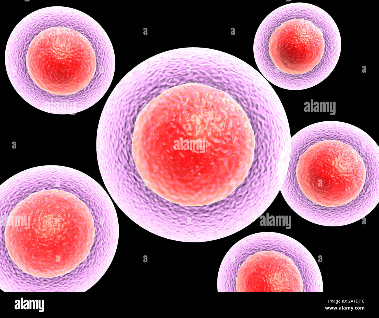 Cellules De La Vie Banque d'image et photos - Alamy