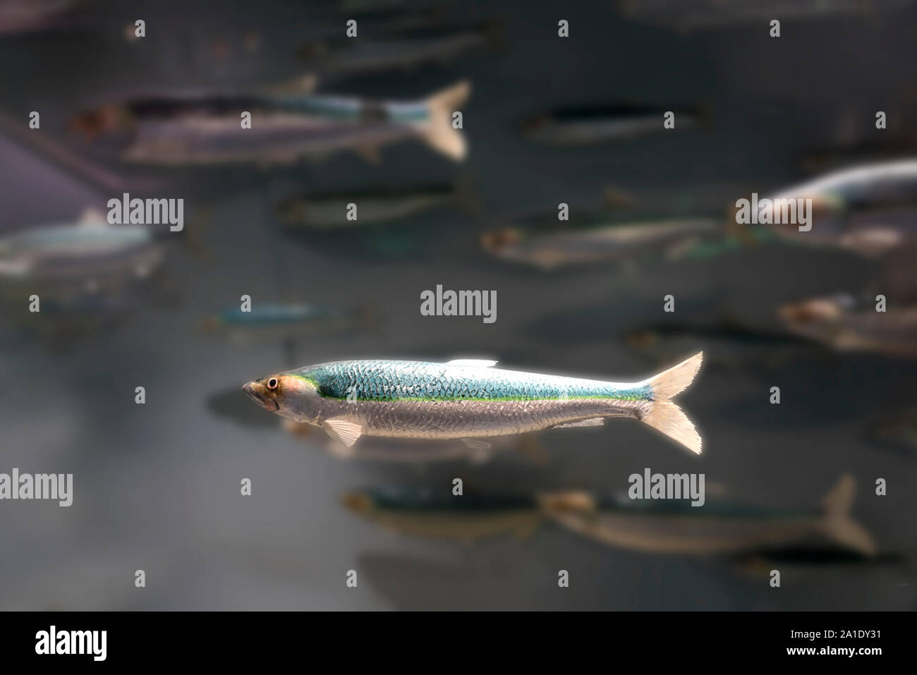 Hareng harengs poissons poissons Banque de photographies et d’images à ...