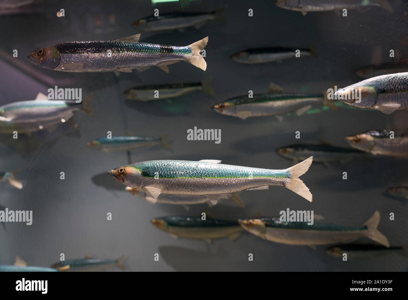 Hareng harengs poissons poissons Banque de photographies et d’images à ...