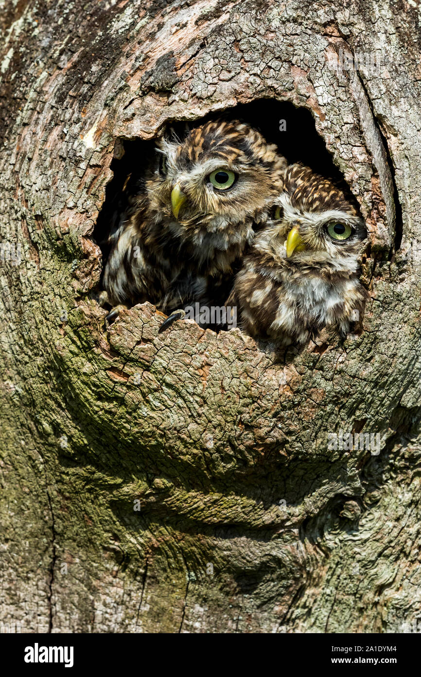 Les hiboux dans un tronc d'arbre. Deux petits hiboux scrutant d'un ...