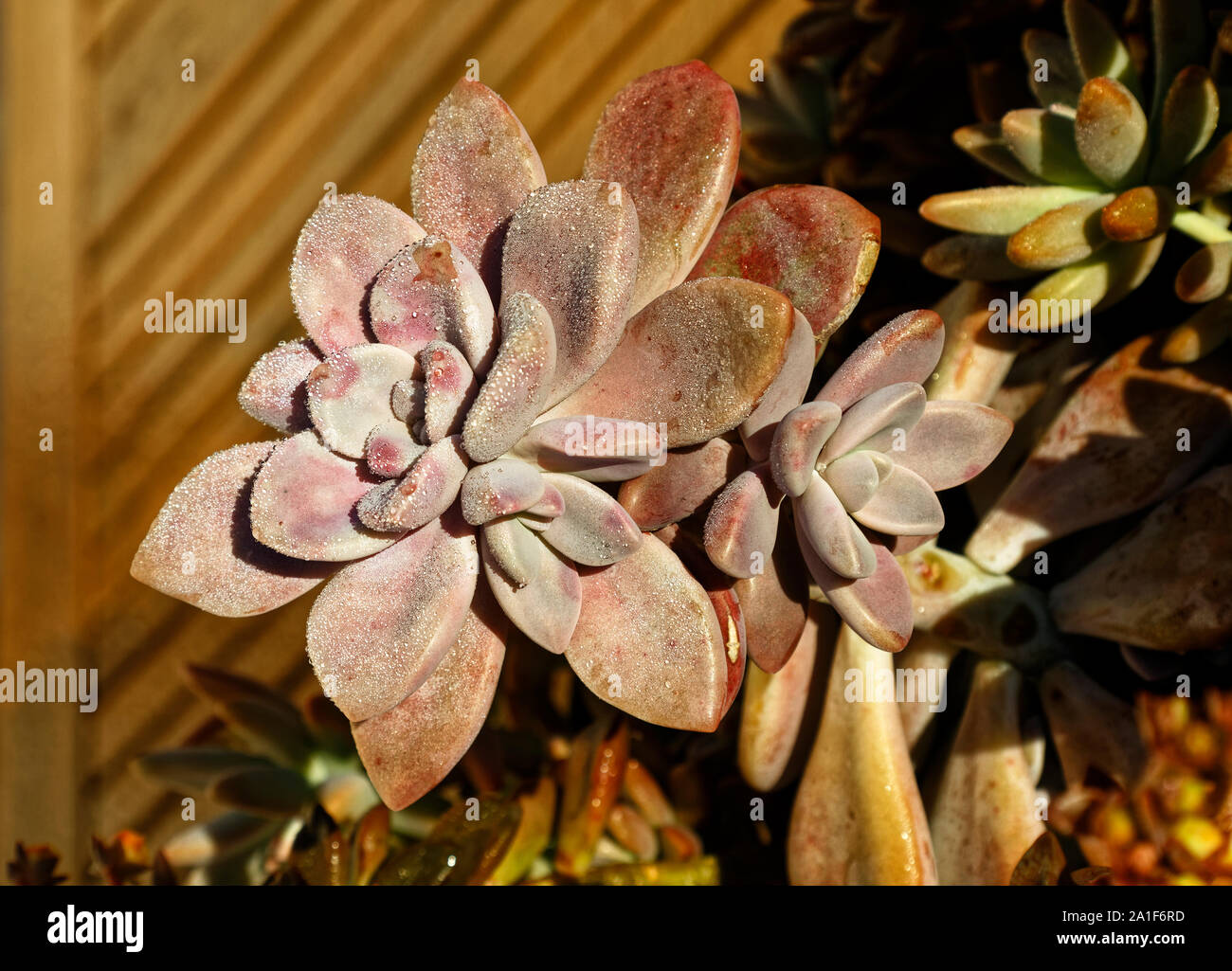 Plantes charnues Banque de photographies et d’images à haute résolution ...