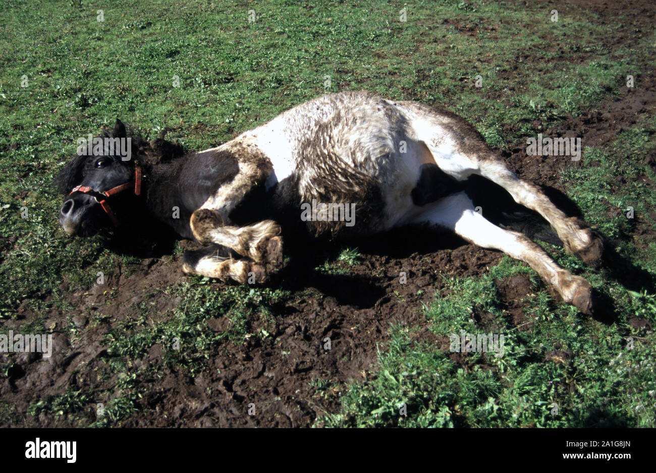 Les coliques Banque de photographies et d’images à haute résolution - Alamy