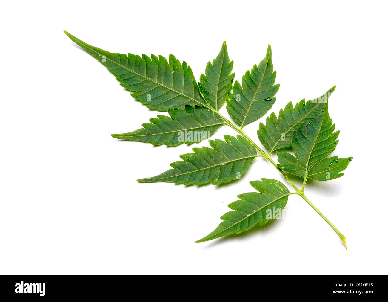 Neem leaf Banque de photographies et d’images à haute résolution - Alamy