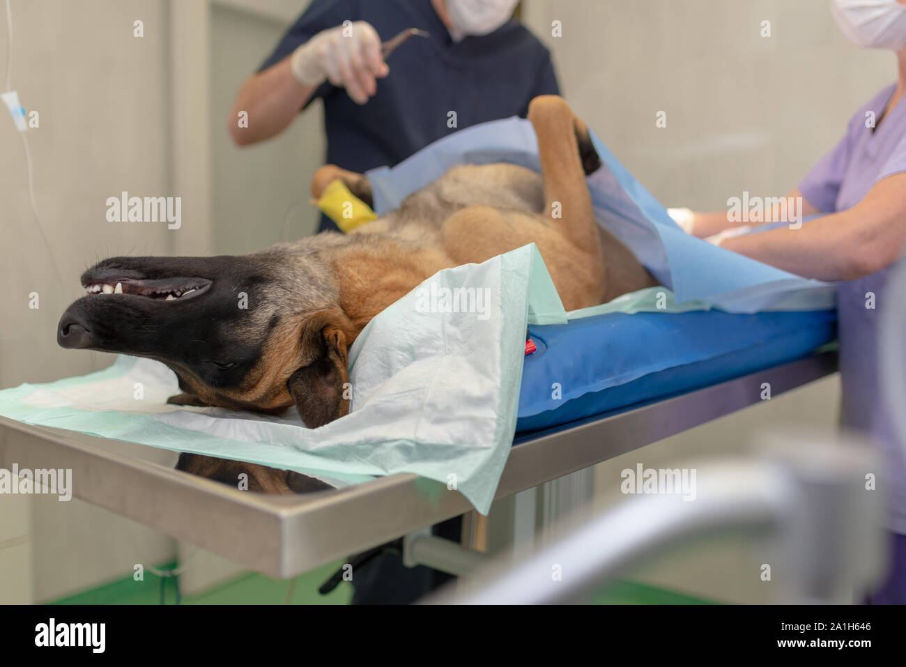 La Stérilisation Du Chien Sur Table Dopération Sous Anesthésie