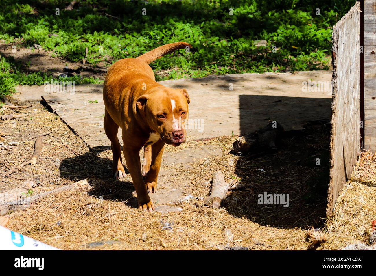 En jouant dans bac a balles Banque de photographies et d’images à haute ...