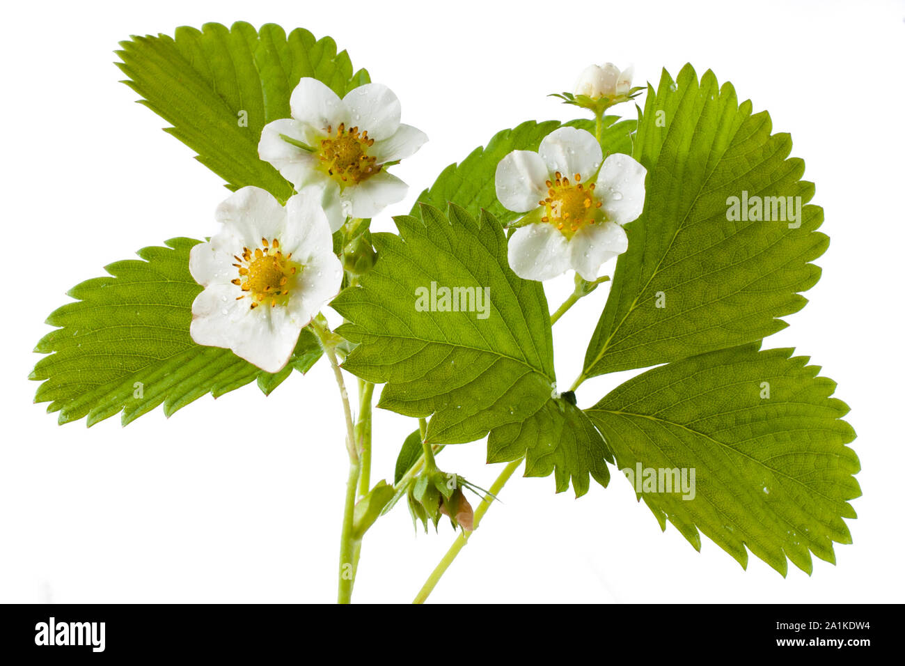 Plant de fraisier fond blanc Banque de photographies et d’images à ...