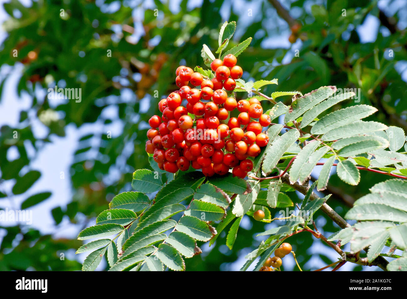 Sorbus aucuparia Banque de photographies et d’images à haute résolution ...