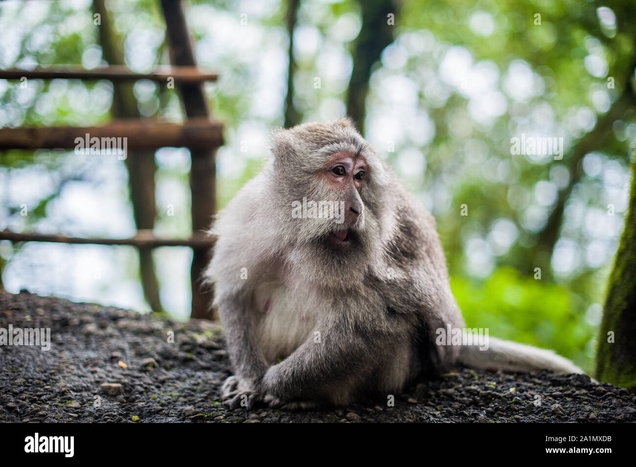 Singes mythiques Banque de photographies et d’images à haute résolution ...