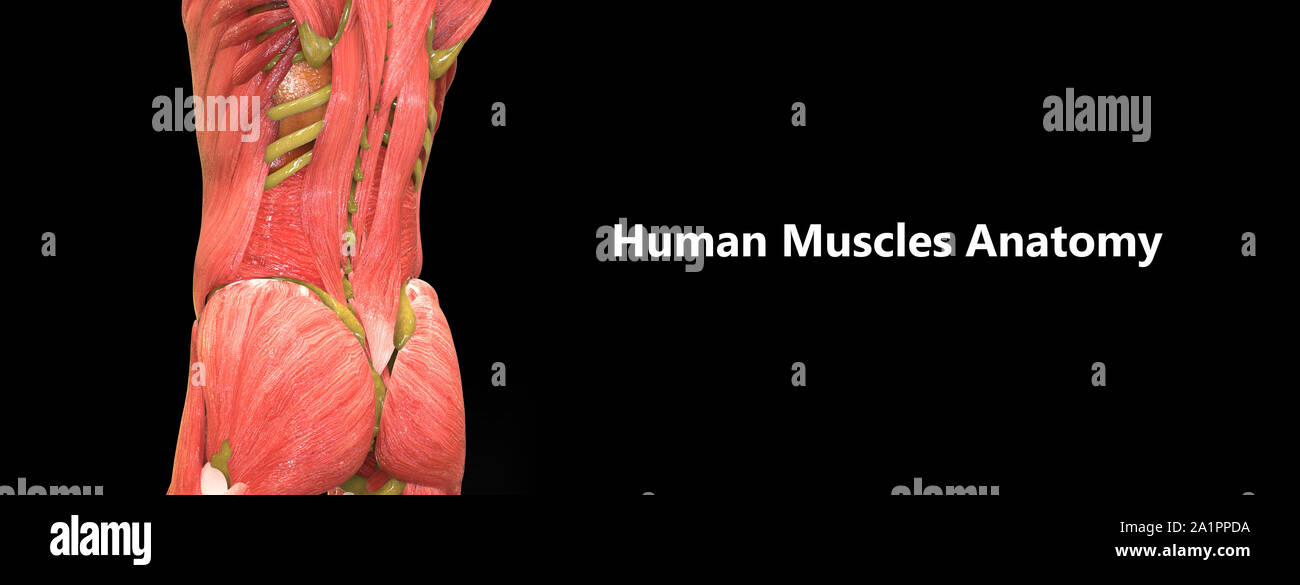 Anatomie du système musculaire du corps humain Photo Stock - Alamy